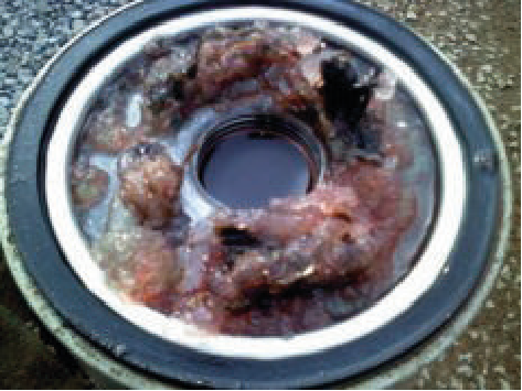 Stop the Diesel Bug taking root in your Fuel and your tank by using ...